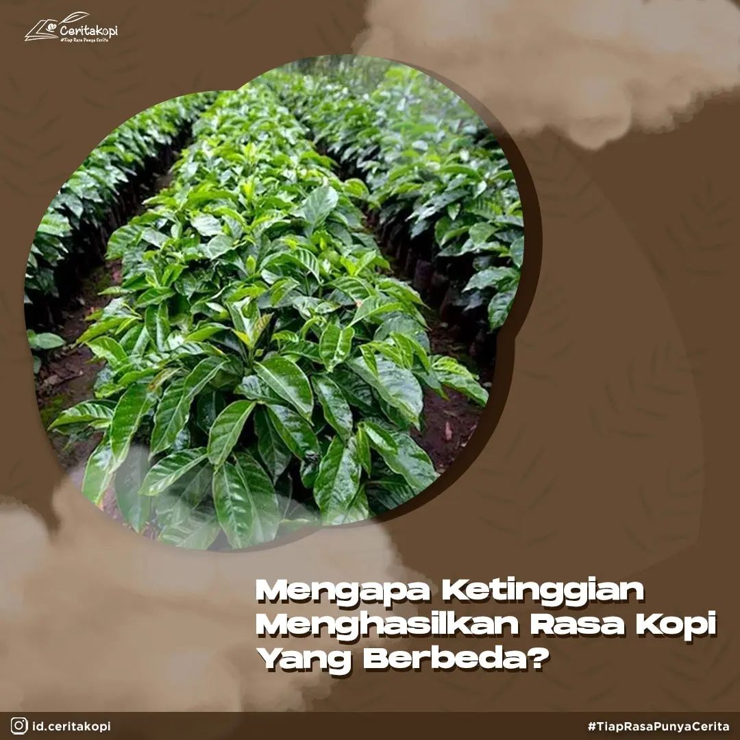 Mengapa Ketinggian Menghasilkan Rasa Kopi Yang Berbeda? - Ceritakopi Nusantara
